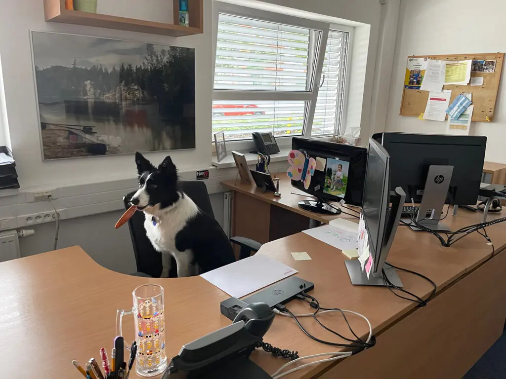 Animals in the workplace? Definitely yes | Soitron EN