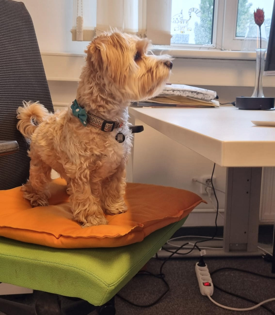 Animals in the workplace? Definitely yes | Soitron EN