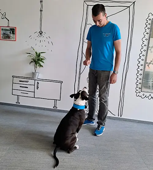 Animals in the workplace? Definitely yes | Soitron EN