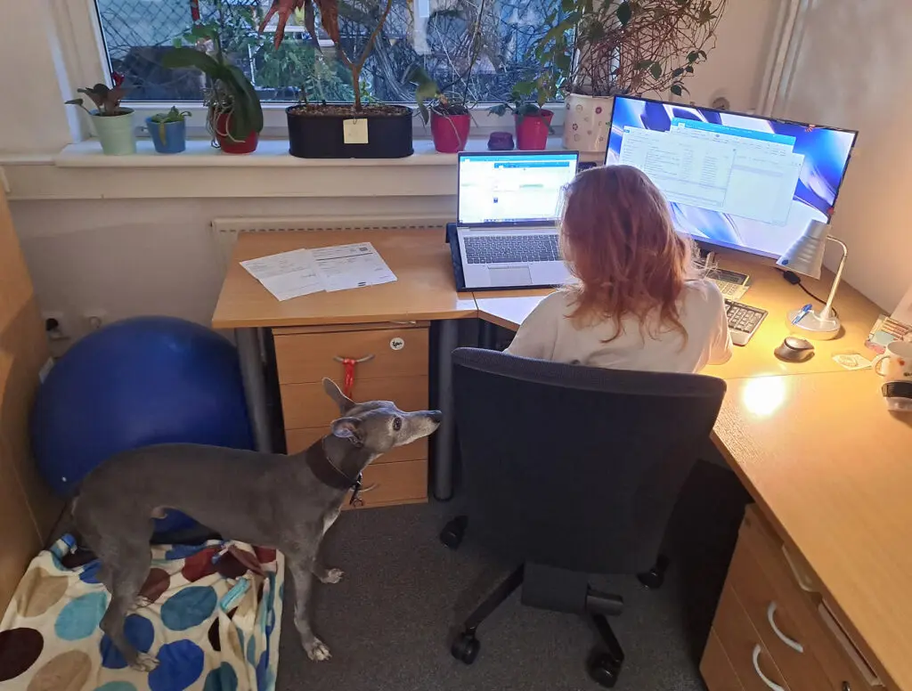 Animals in the workplace? Definitely yes | Soitron EN